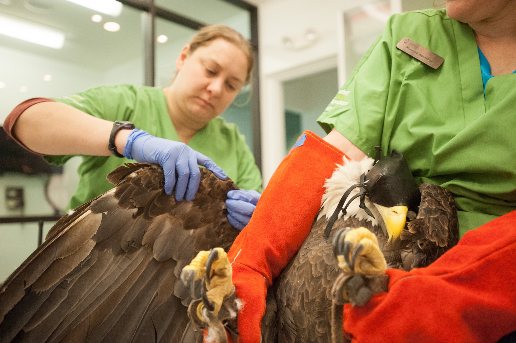 Lindsay Wildlife Rehabilitation Hospital - Lindsay Wildlife Experience