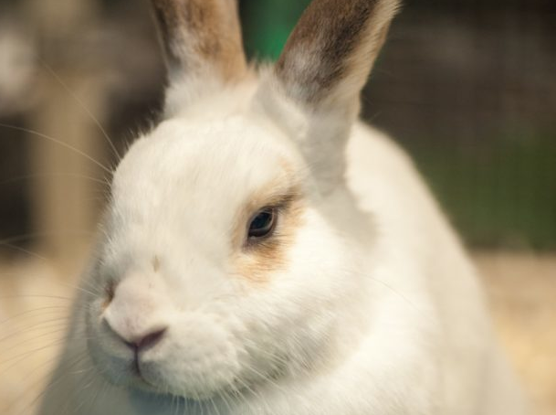 Domestic Rabbit - Lindsay Wildlife Experience