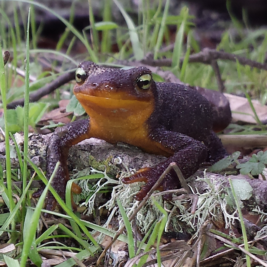 Newt Hikes in February - Lindsay Wildlife Experience