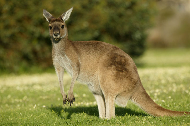Live.Wild.Animal Exhibition: Animals of the Outback - Lindsay Wildlife ...