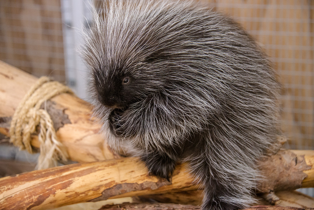 North American Porcupine - Lindsay Wildlife Experience