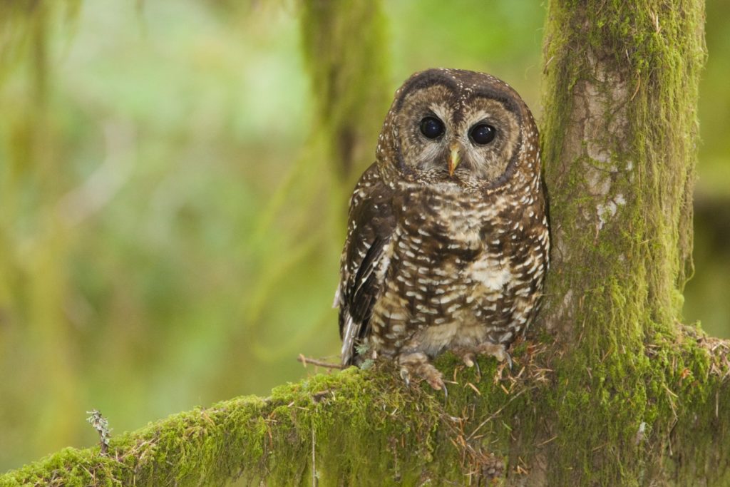 northern_spotted_owl