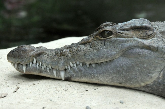 Live.Wild.Animal Exhibition: Crikey, Crocodile! - Lindsay Wildlife ...