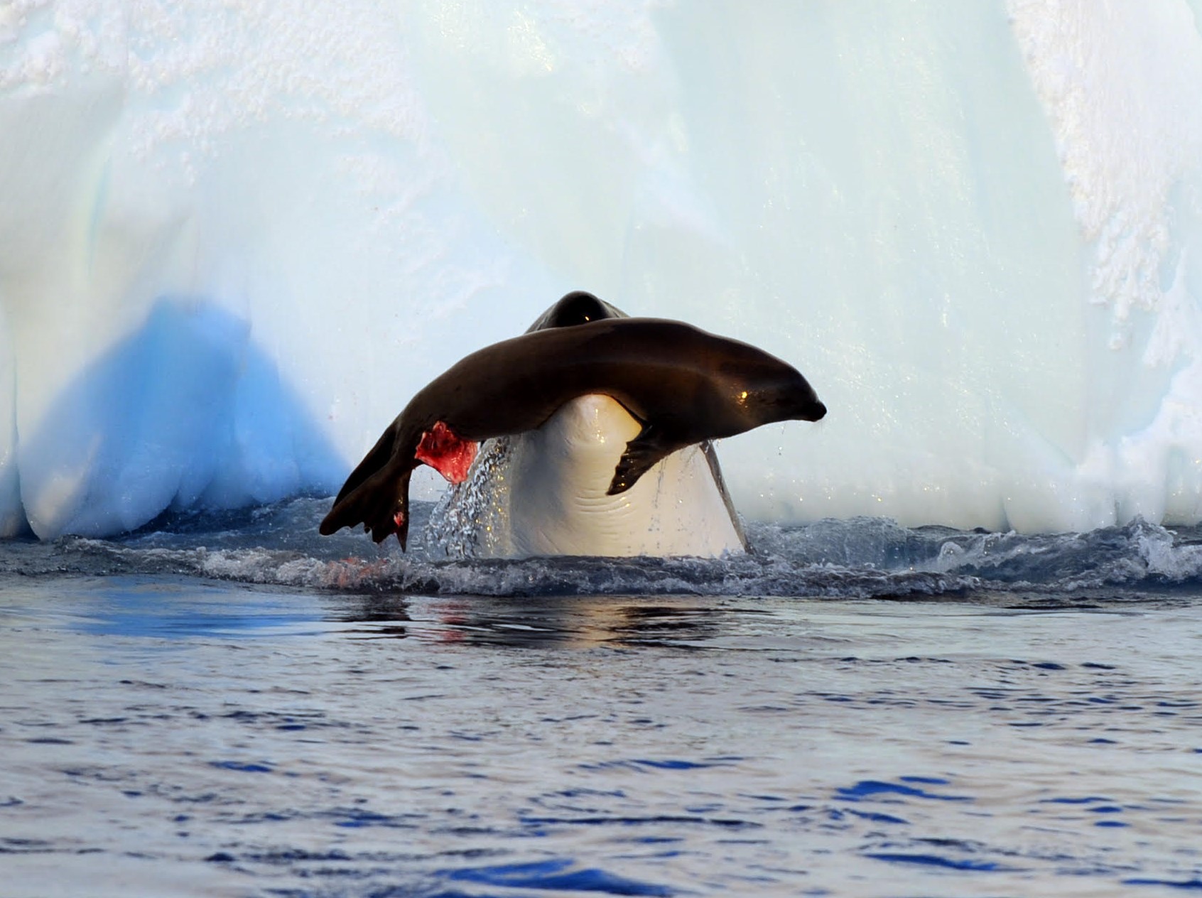 August 2018 Conservation Icons: Dr. Ari Friedlaender, UC Santa Cruz ...
