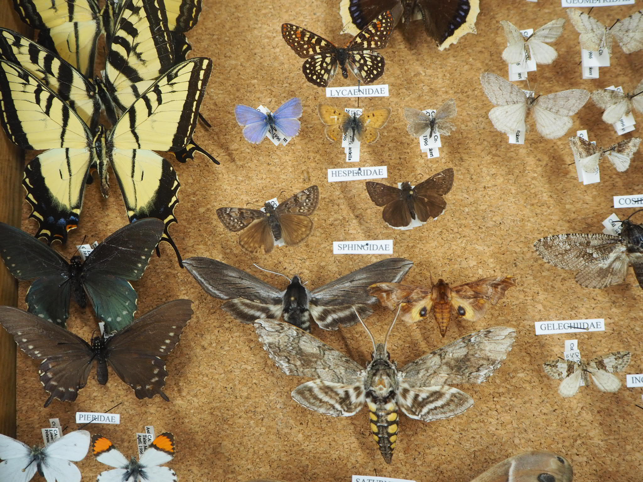 Natural History Collection - Lindsay Wildlife Experience