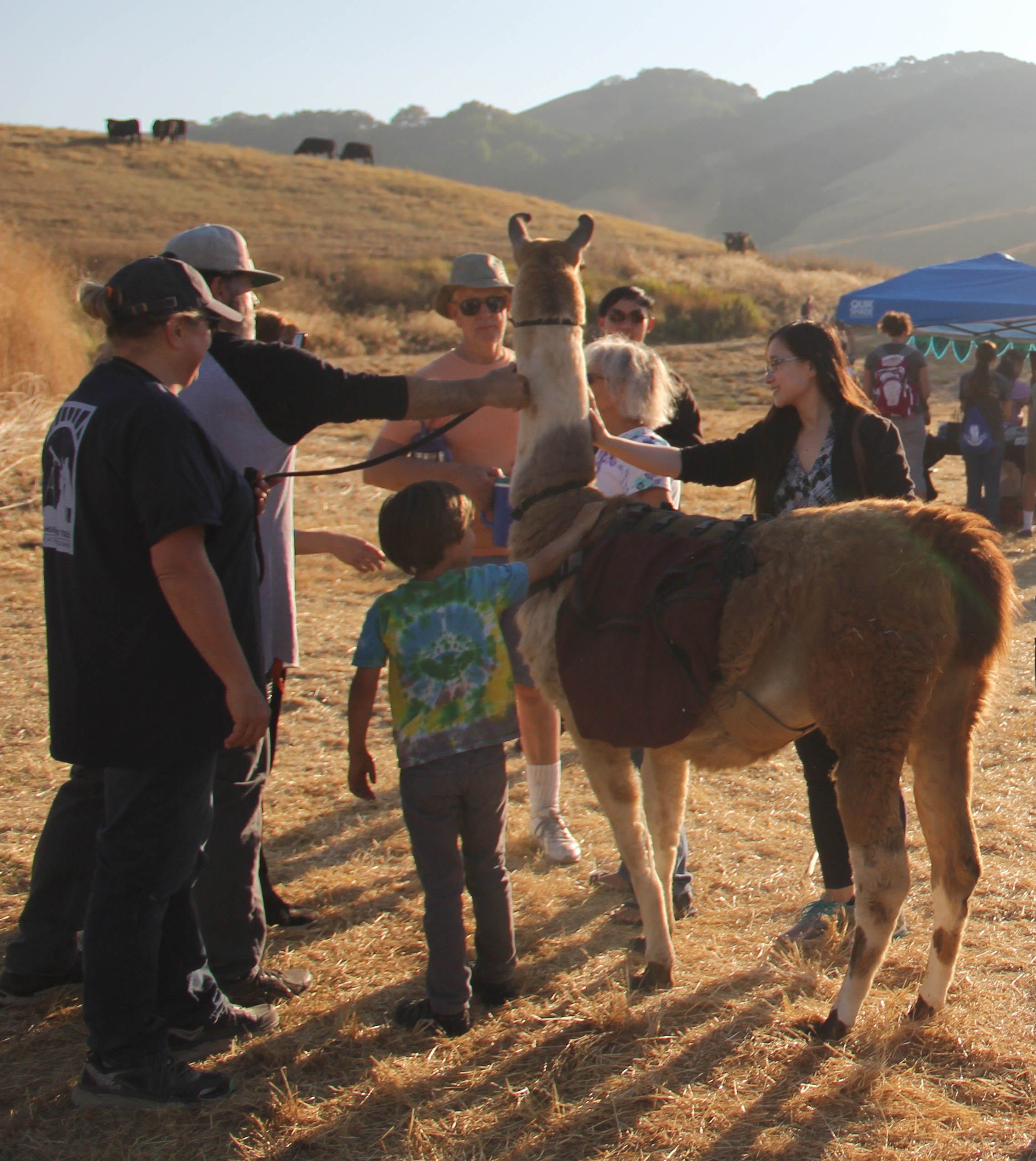 Live.Wild.Animal Exhibition: Llama Love! - Lindsay Wildlife Experience