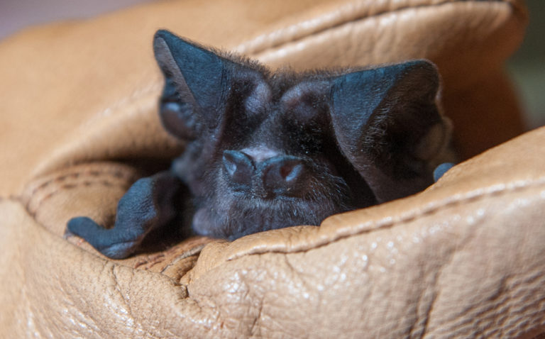 Western Mastiff Bat