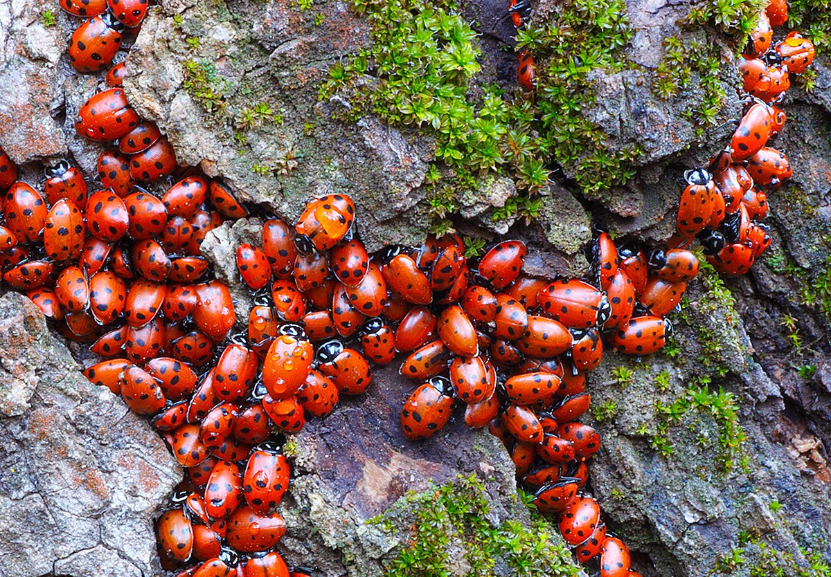 Lady Beetle Hikes - Lindsay Wildlife Experience