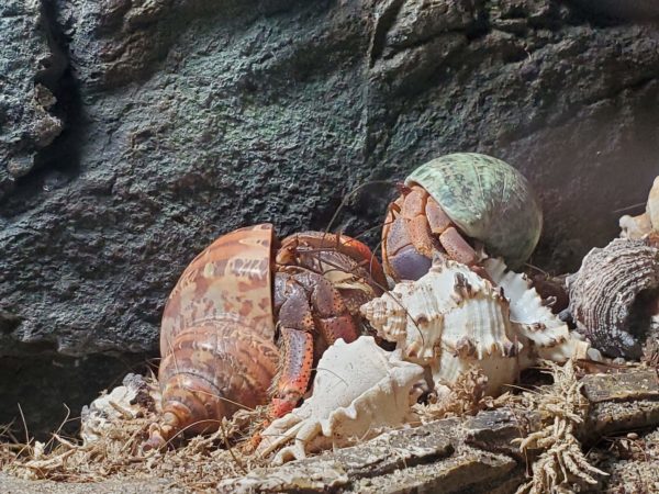 Hermit Crabs - Lindsay Wildlife Experience