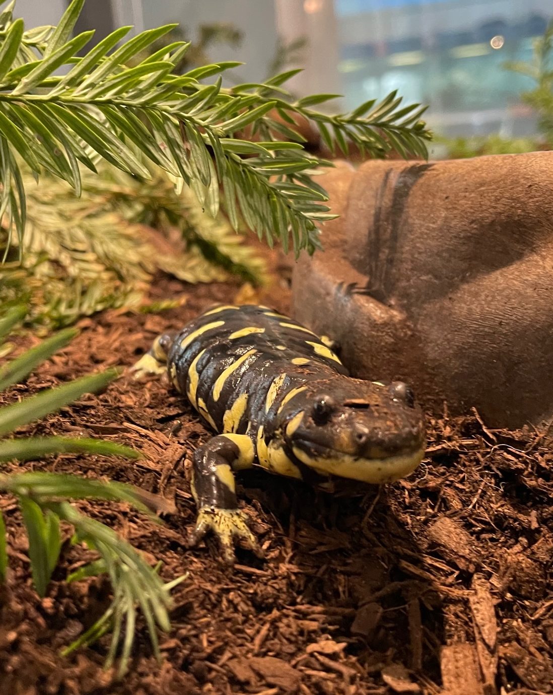 Barred Salamander