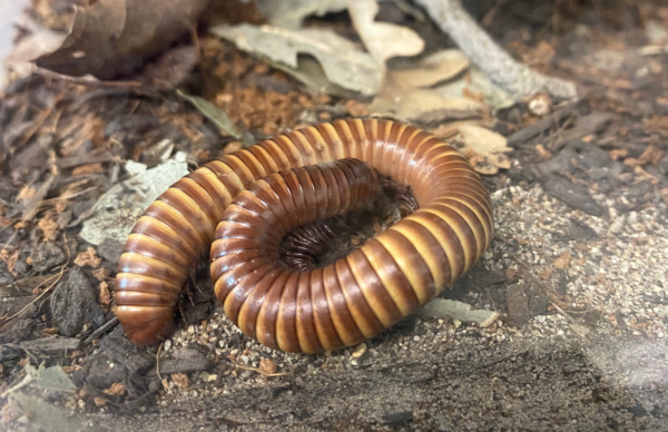 Desert Millipede