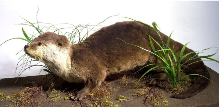 Natural Wonders: Stories from the Natural History Collection - Lindsay ...