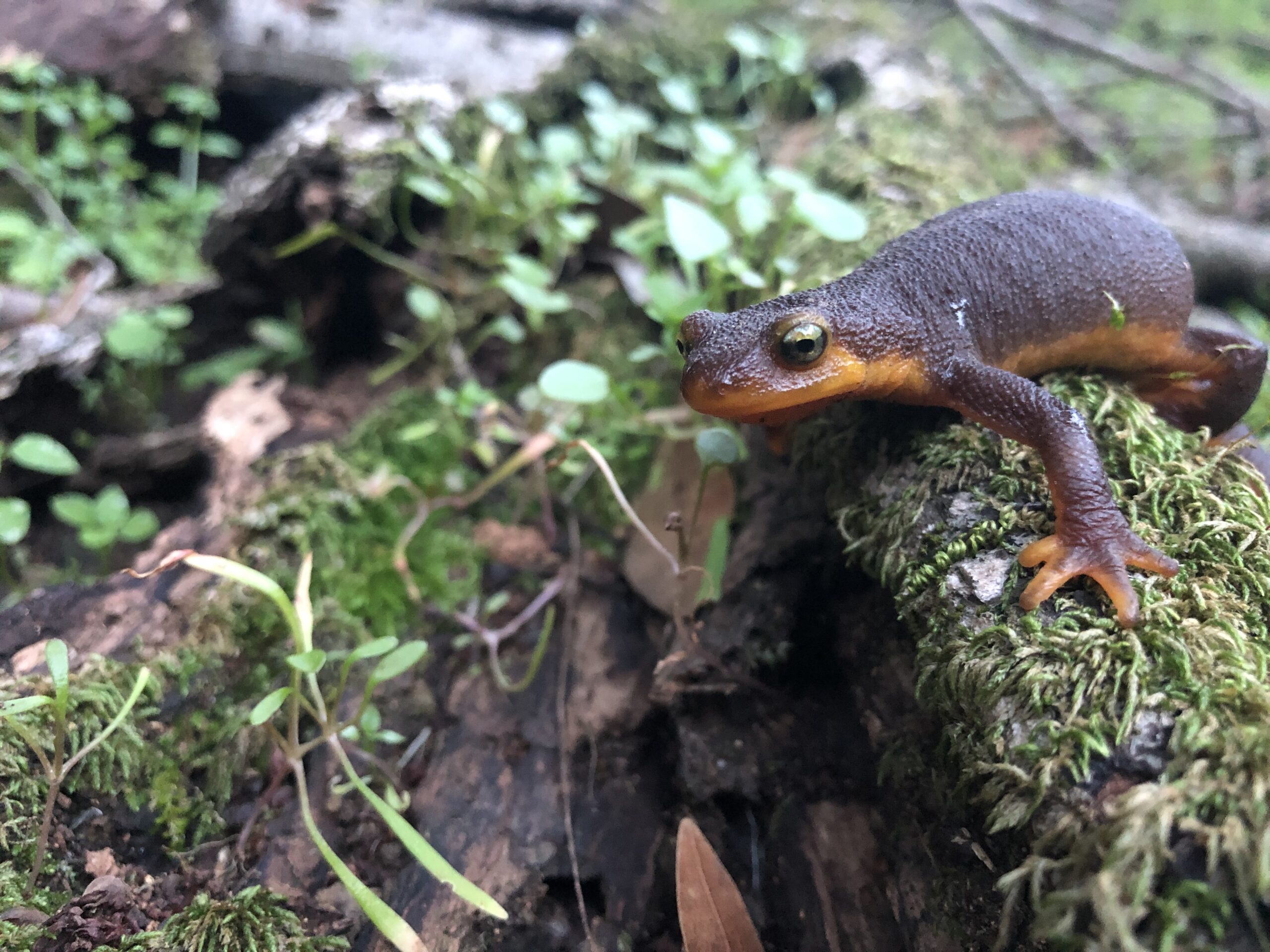 Newt Hikes - Lindsay Wildlife Experience