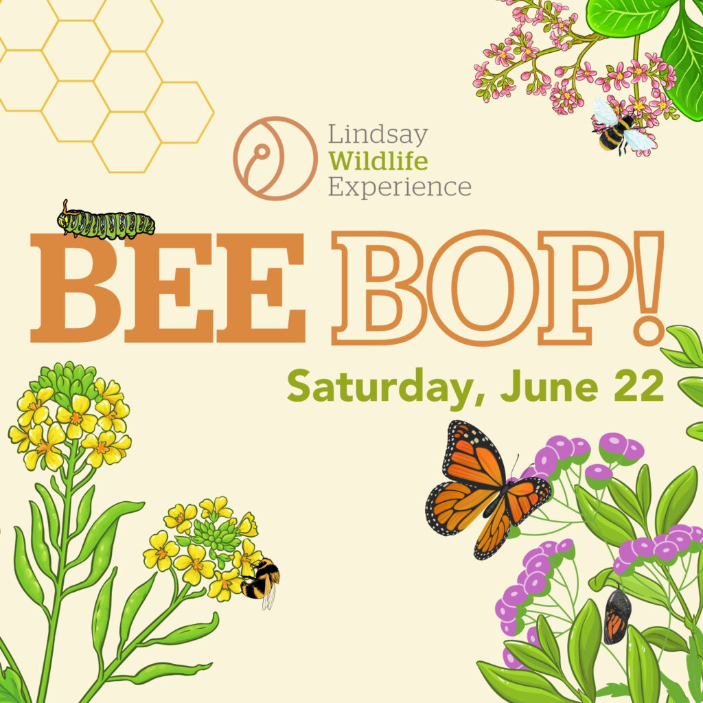 Invertebrates Archives - Lindsay Wildlife Experience