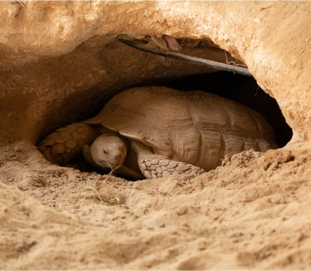 Tiny Tuesday: Destination Desert - Lindsay Wildlife Experience