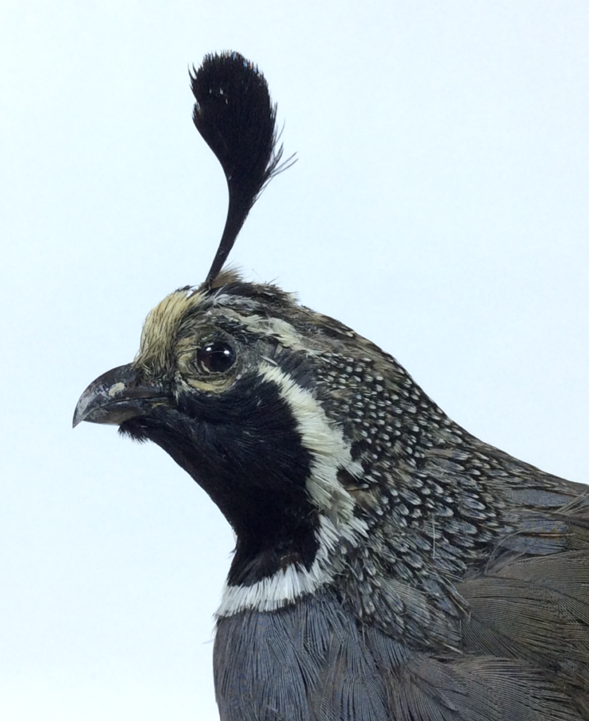 Natural Wonders: Stories from the Natural History Collection - Lindsay ...