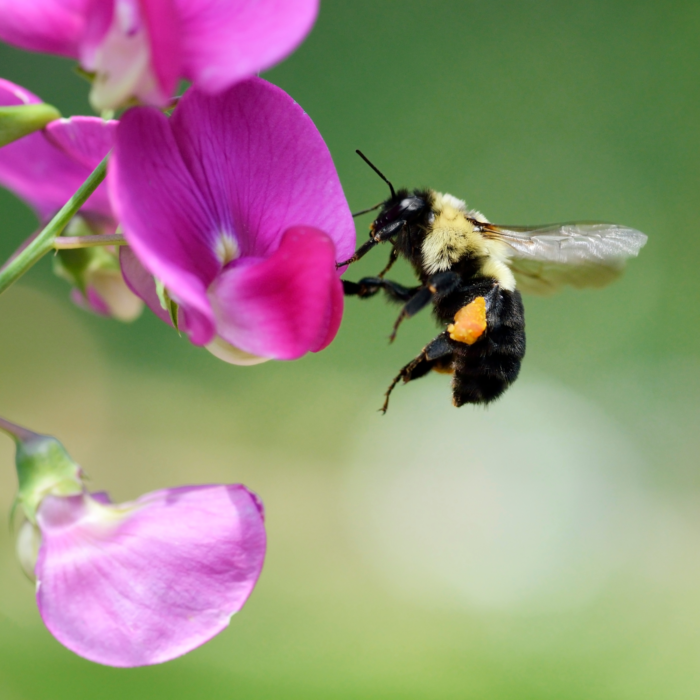Workshops - Lindsay Wildlife Experience