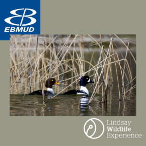 Hikes - Lindsay Wildlife Experience